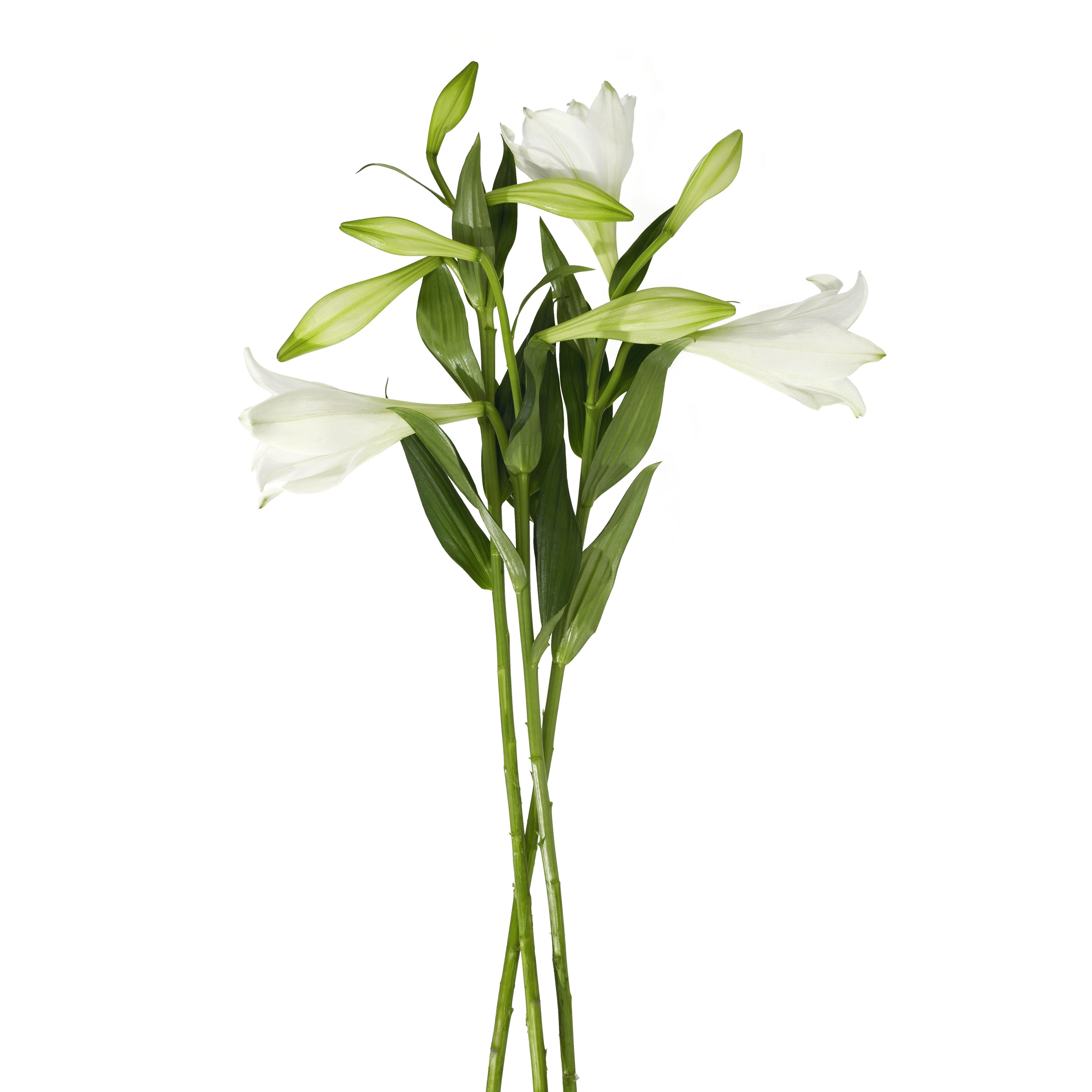 Beställ blommor från Interflora Söders Blommor Växjö